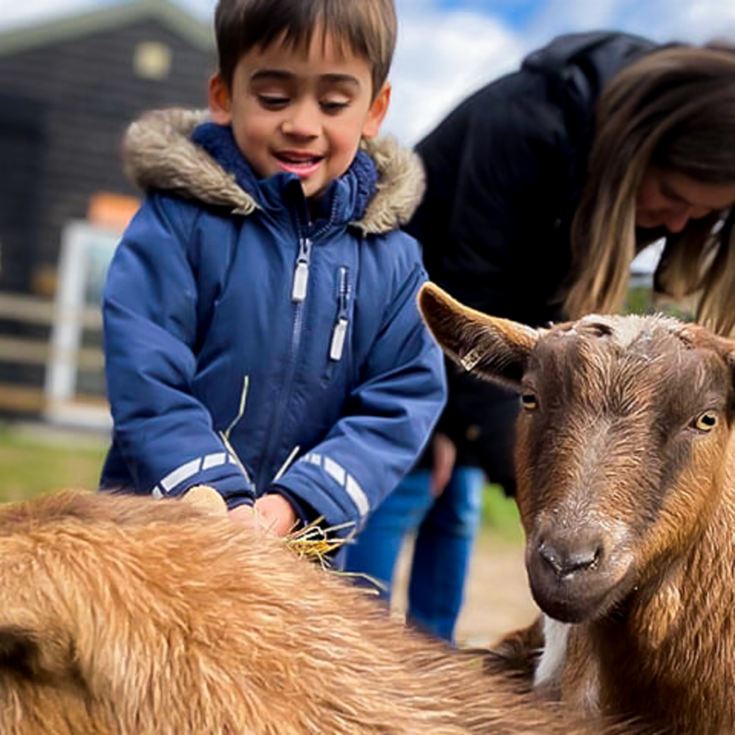 Family Goat Walk | The Gift Experience