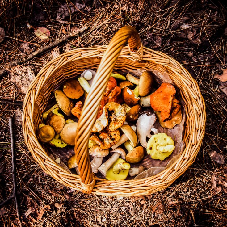 Wild Food Foraging